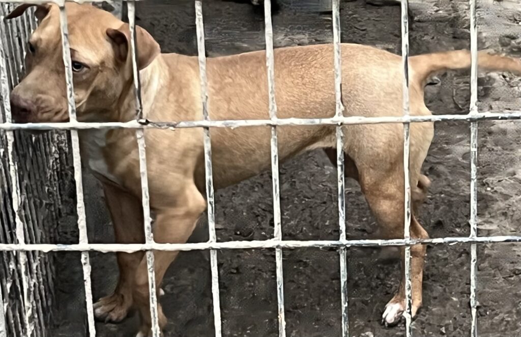 MACHOBEAR III X CHOCOLATE GIRL - TITAN KENNELS