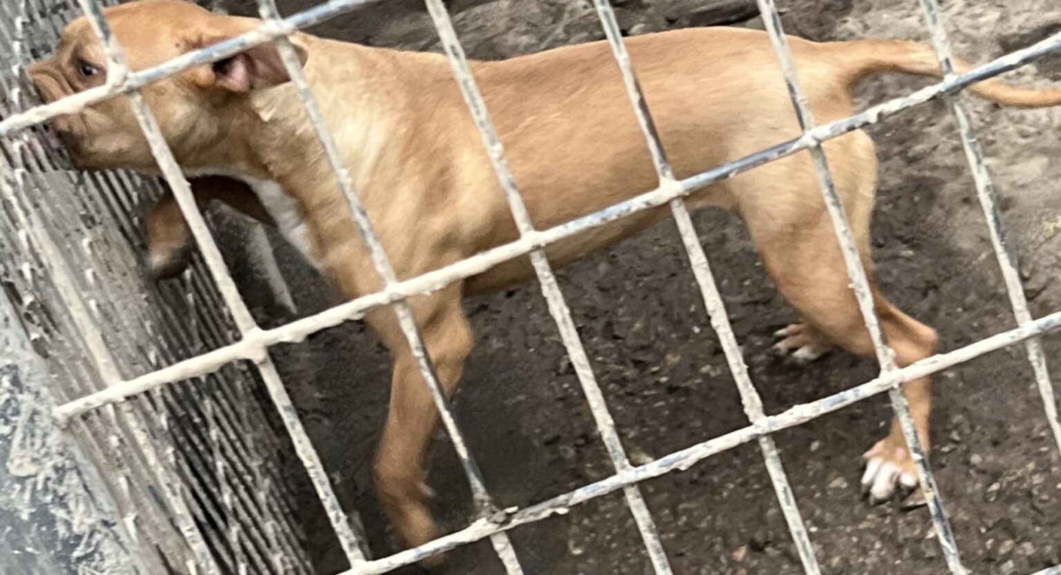 MACHOBEAR III X CHOCOLATE GIRL - TITAN KENNELS