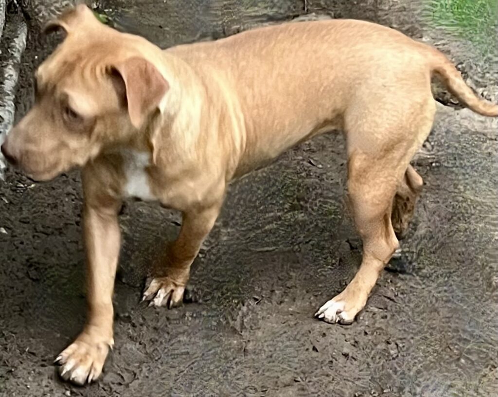 MACHOBEAR III X CHOCOLATE GIRL - TITAN KENNELS