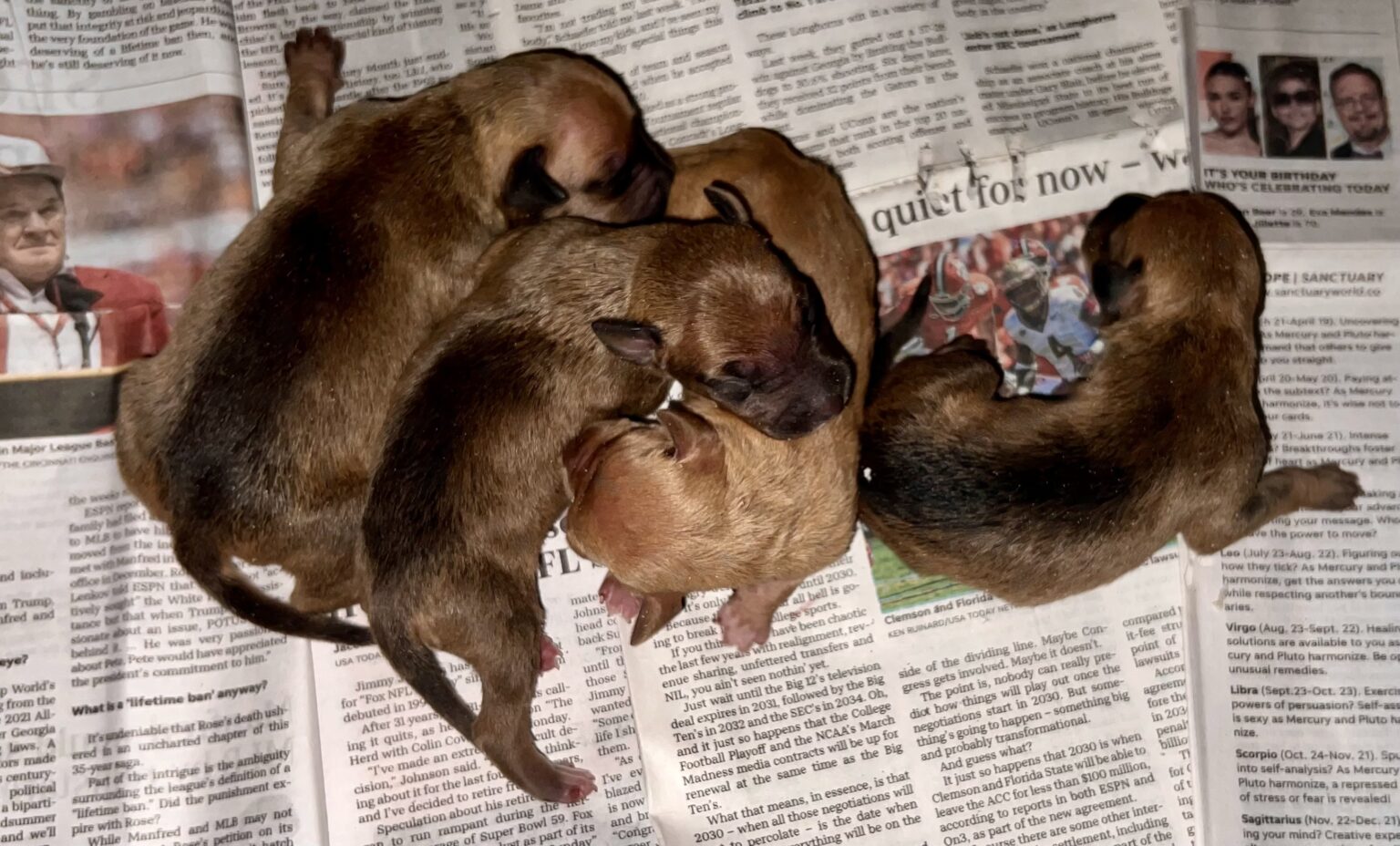 MACHOBEAR III X SINCO - TITAN KENNELS