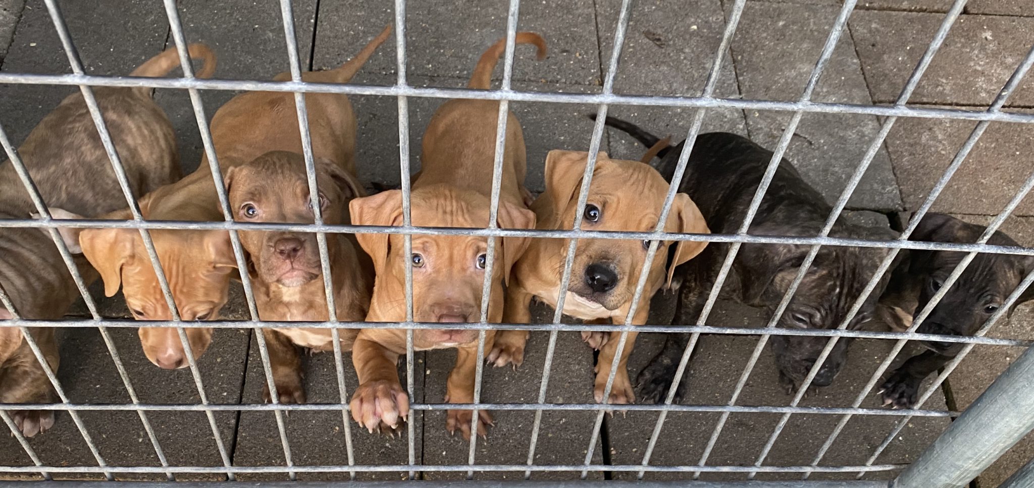 Red Pirate II X Bella II - TITAN KENNELS