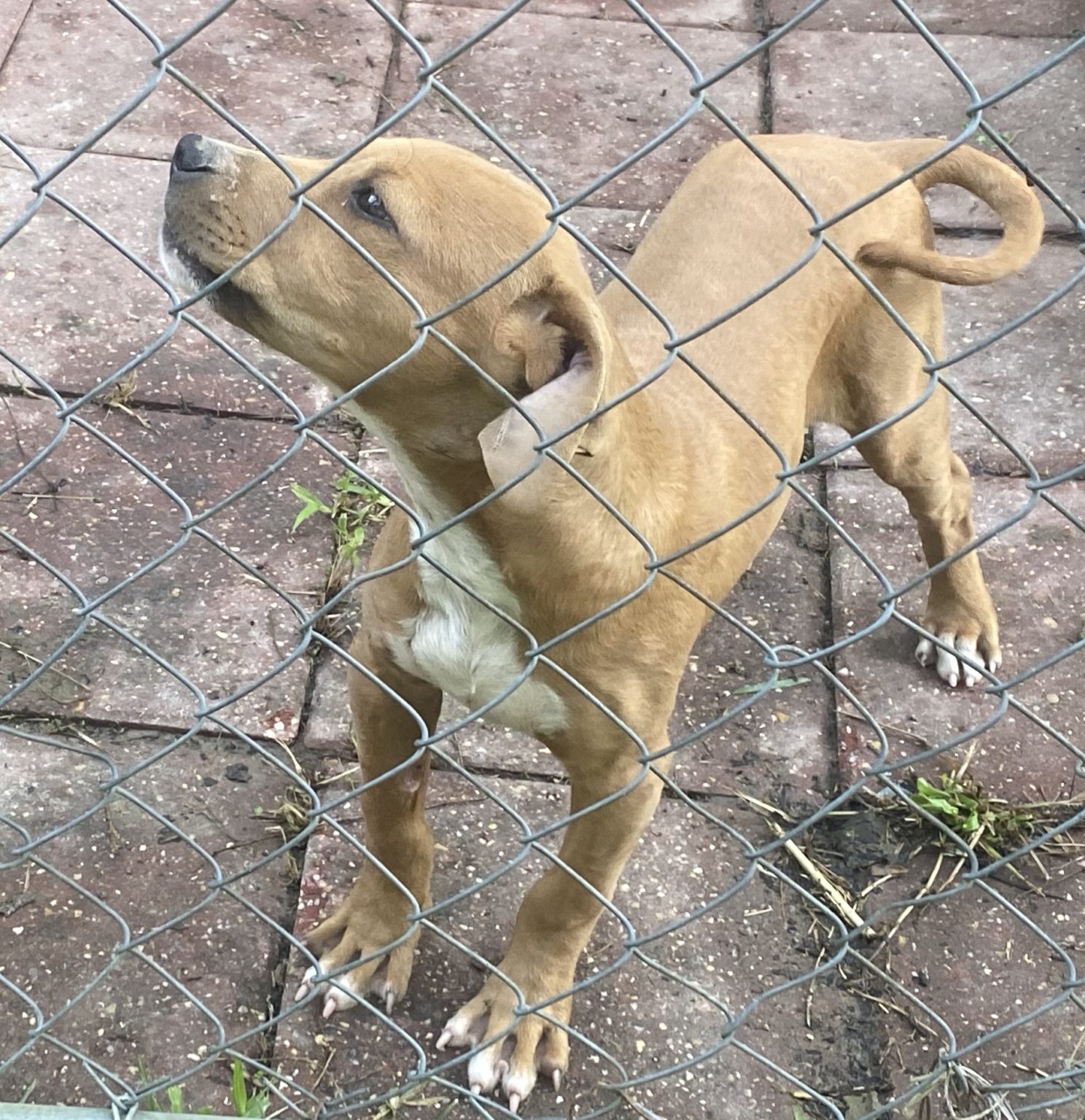 Red Pirate II X Bella II - TITAN KENNELS