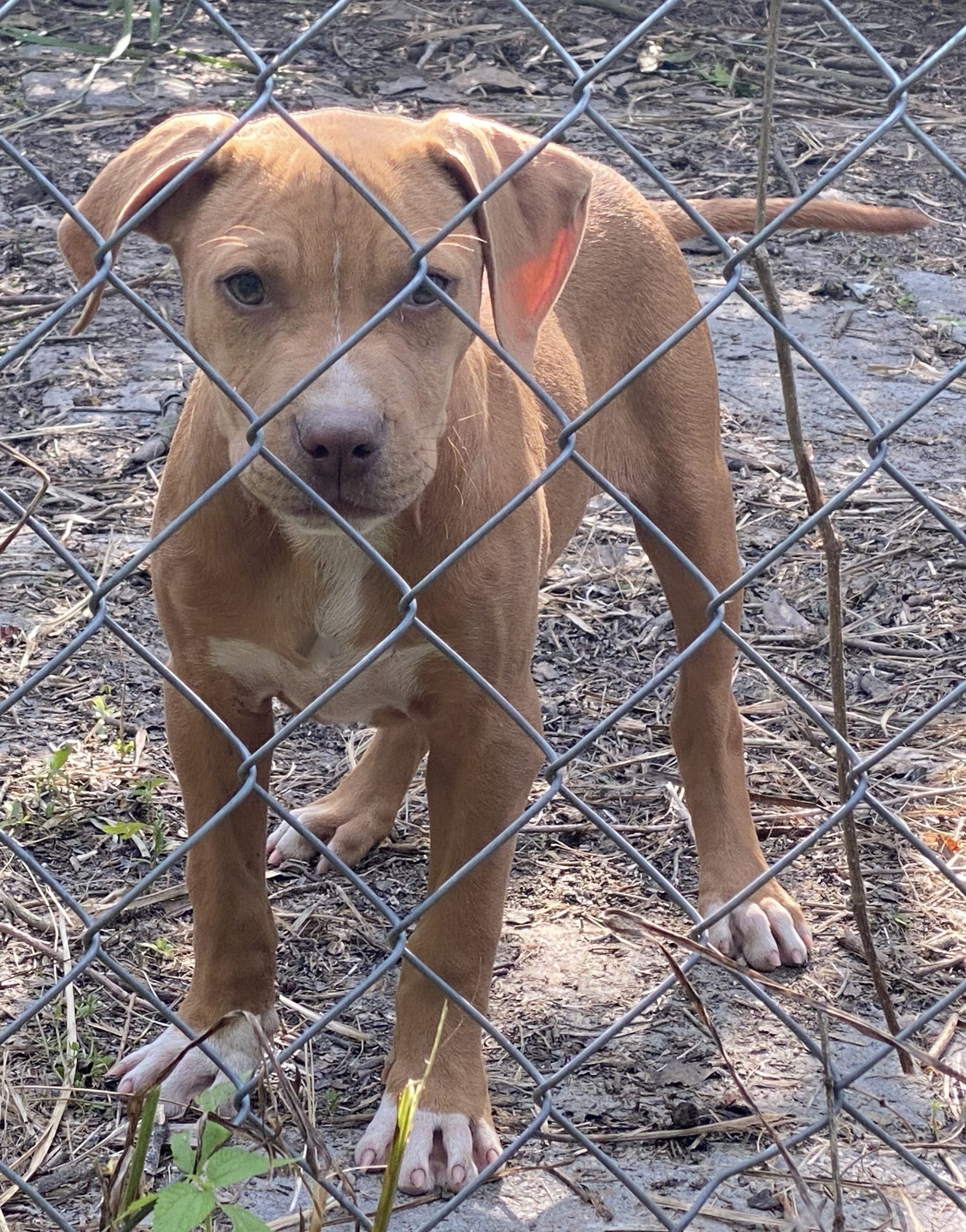 RED PIRATE II X BELLA II FEMALE - TITAN KENNELS