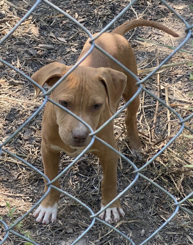 RED PIRATE II X BELLA II FEMALE - TITAN KENNELS