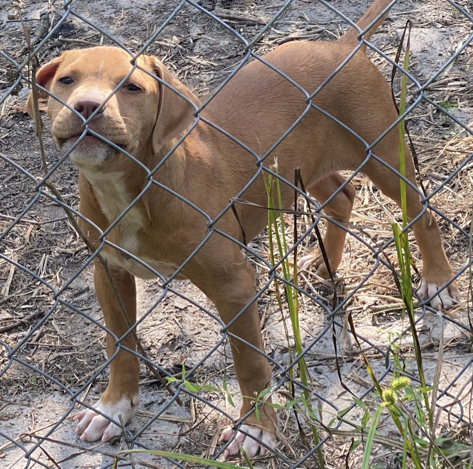 RED PIRATE II X BELLA II FEMALE - TITAN KENNELS