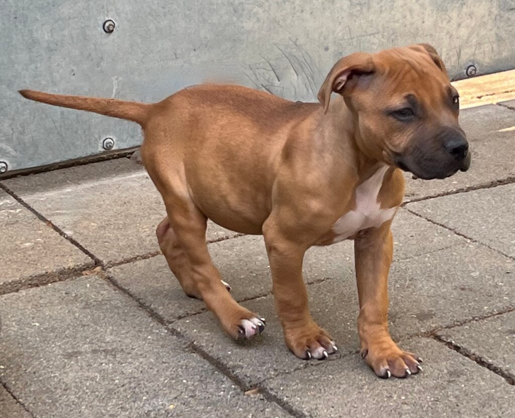 CH RED BULL JR X GINGER - TITAN KENNELS