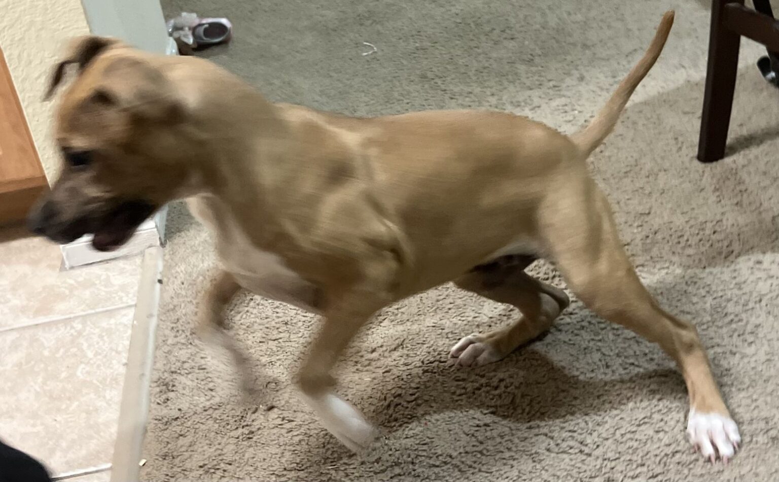 RED PIRATE II X SINCO - TITAN KENNELS