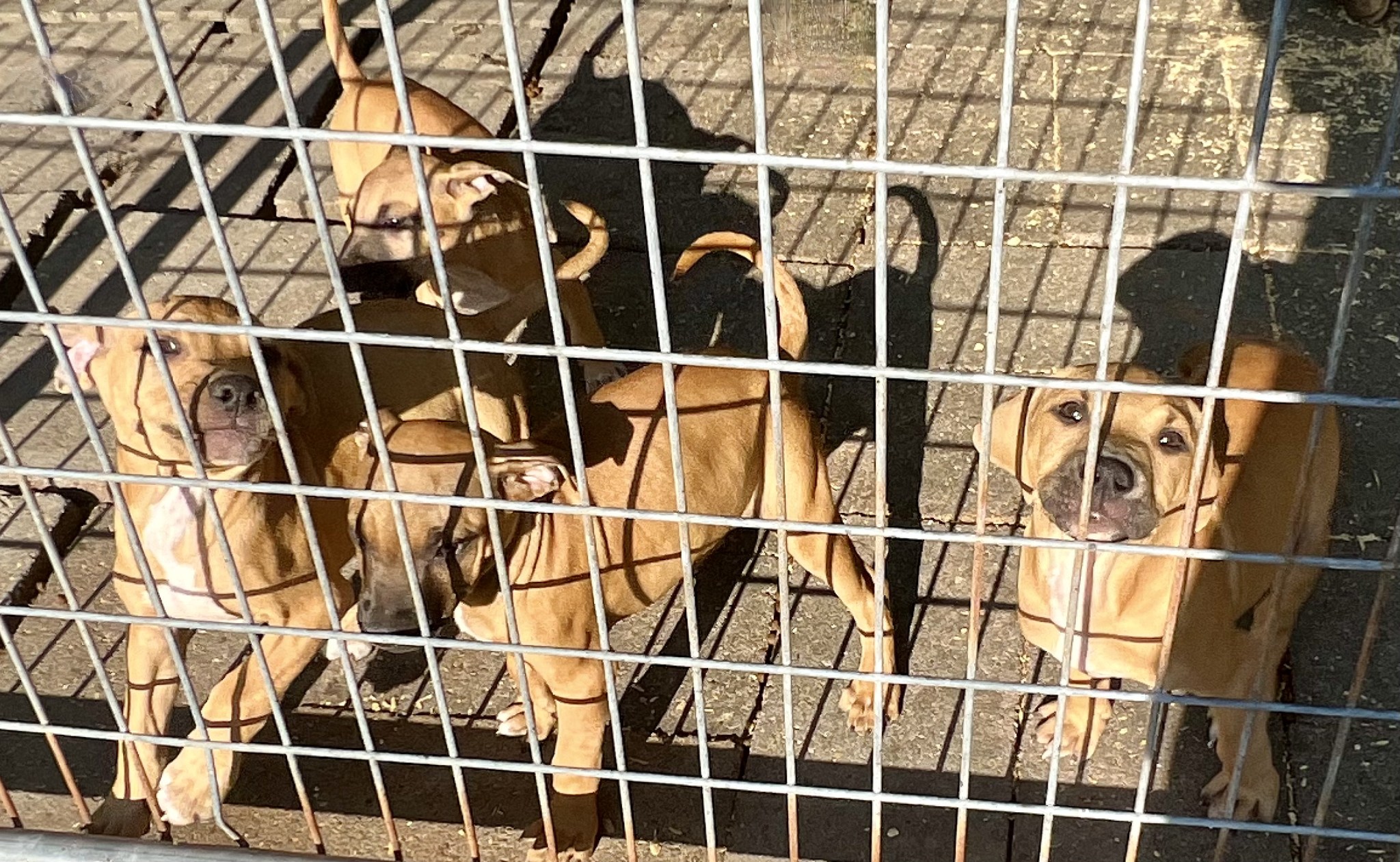 LITTLE JOHN II X LOURDES - TITAN KENNELS