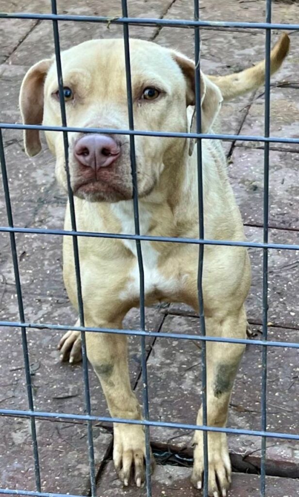 MRS HERCULES - TITAN KENNELS