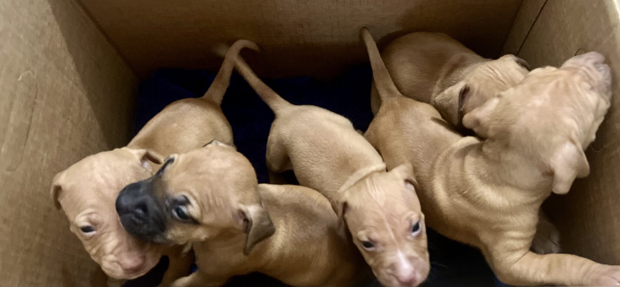 Yellow X Mrs Bumper II - TITAN KENNELS