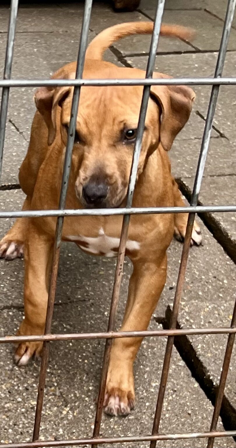 Red Bull Jr X Ginger - TITAN KENNELS