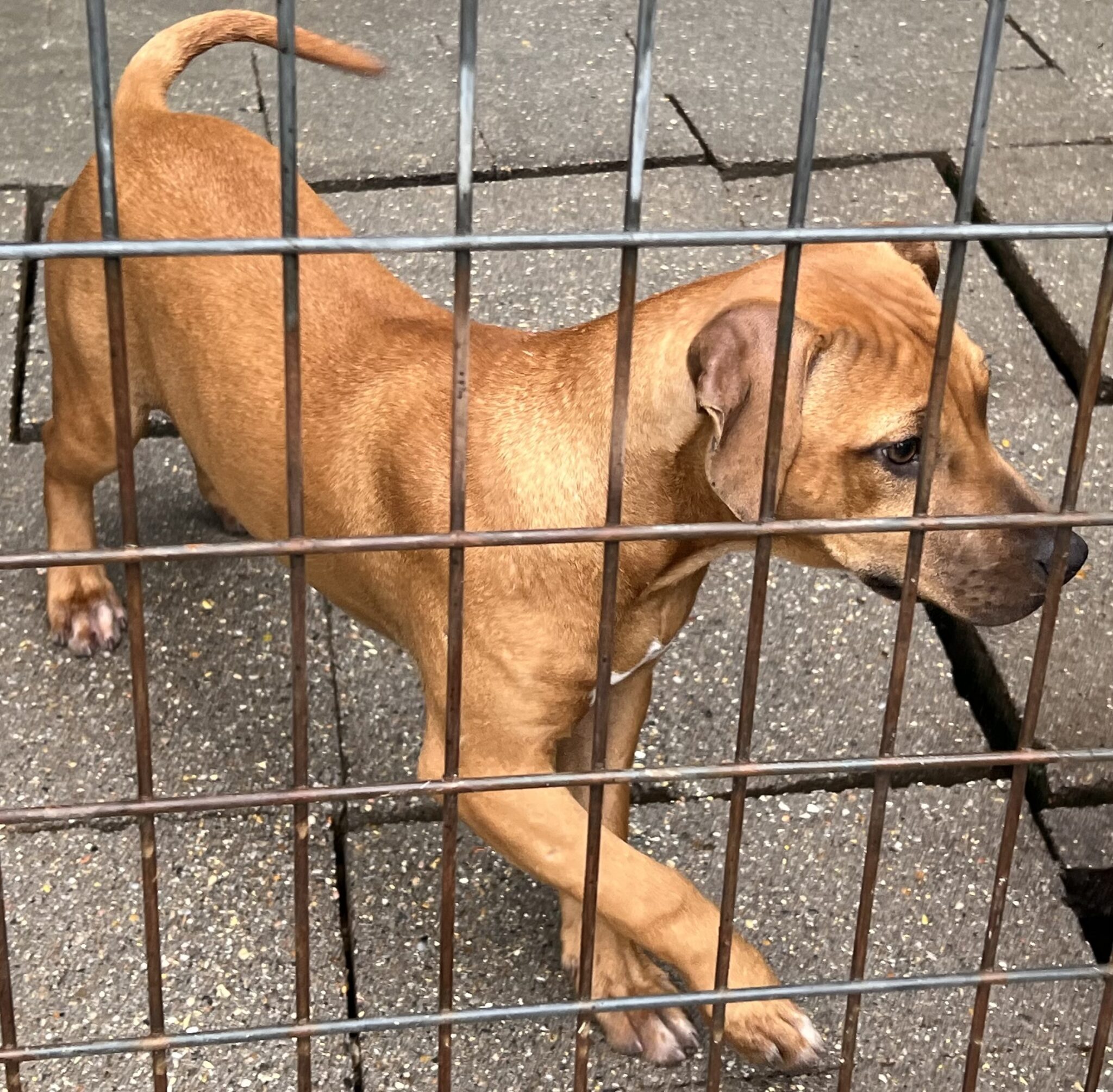 Red Bull Jr X Ginger - TITAN KENNELS