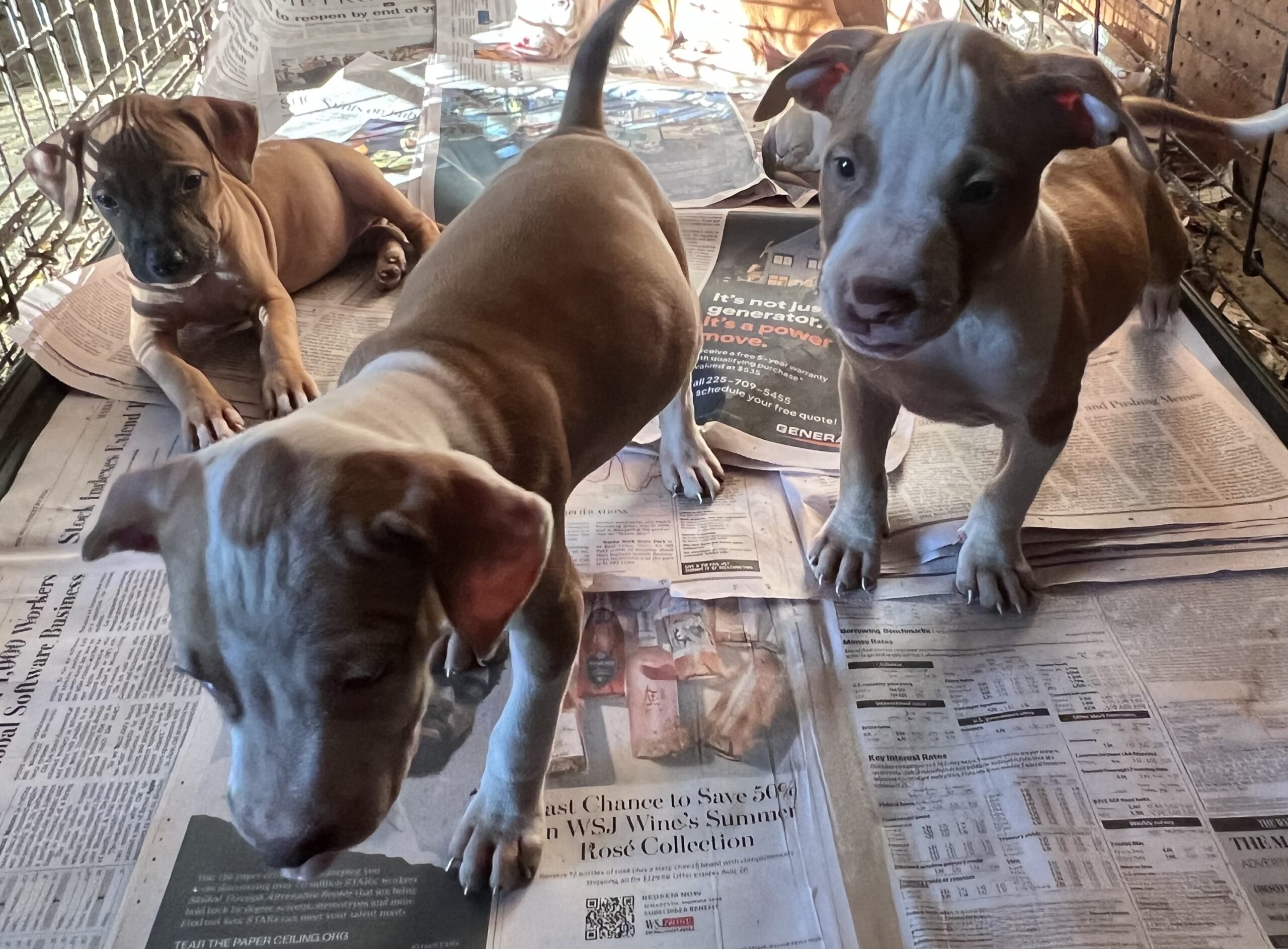 Little John Jr X Sinco - TITAN KENNELS