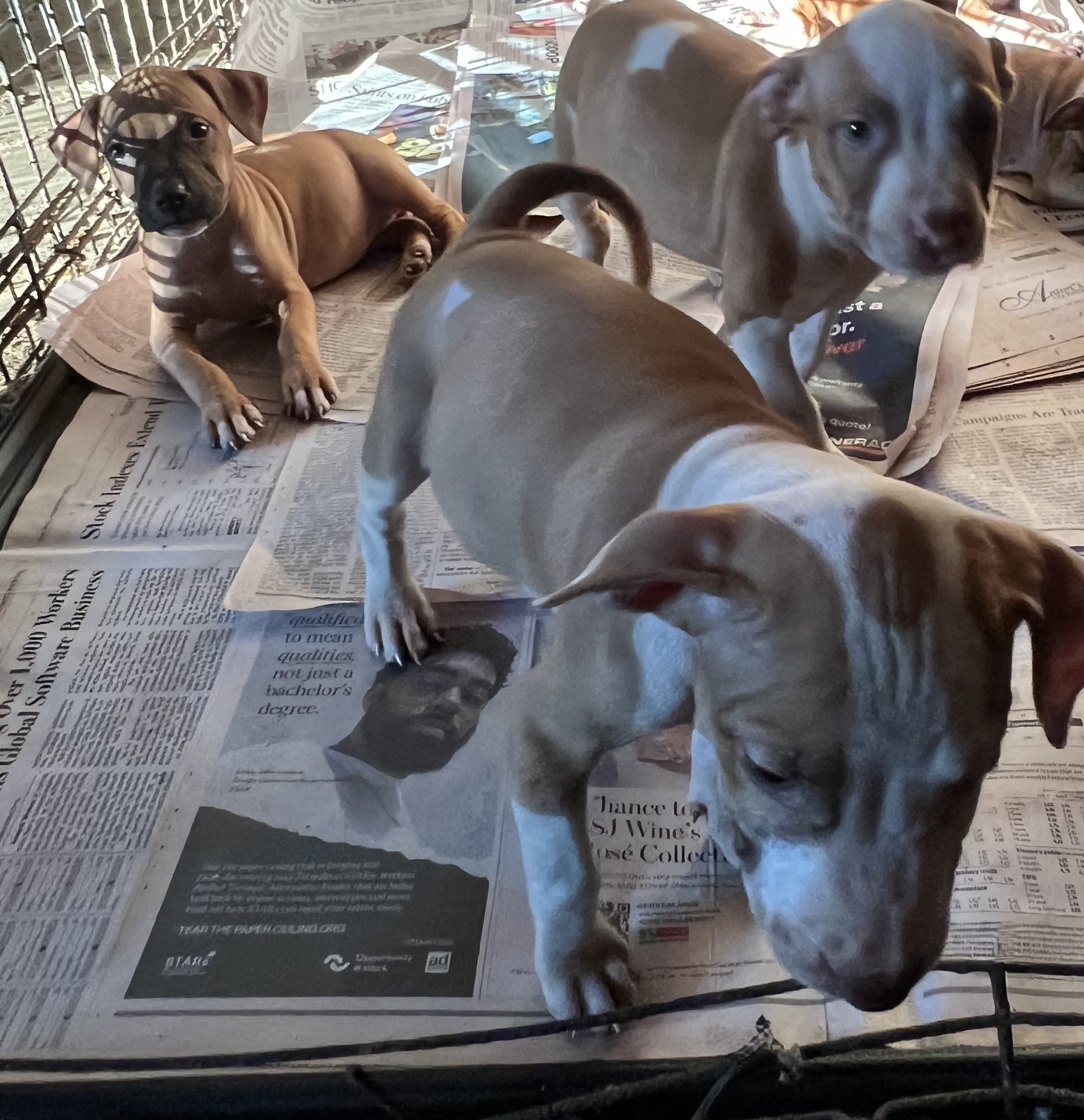 Little John Jr X Sinco - TITAN KENNELS