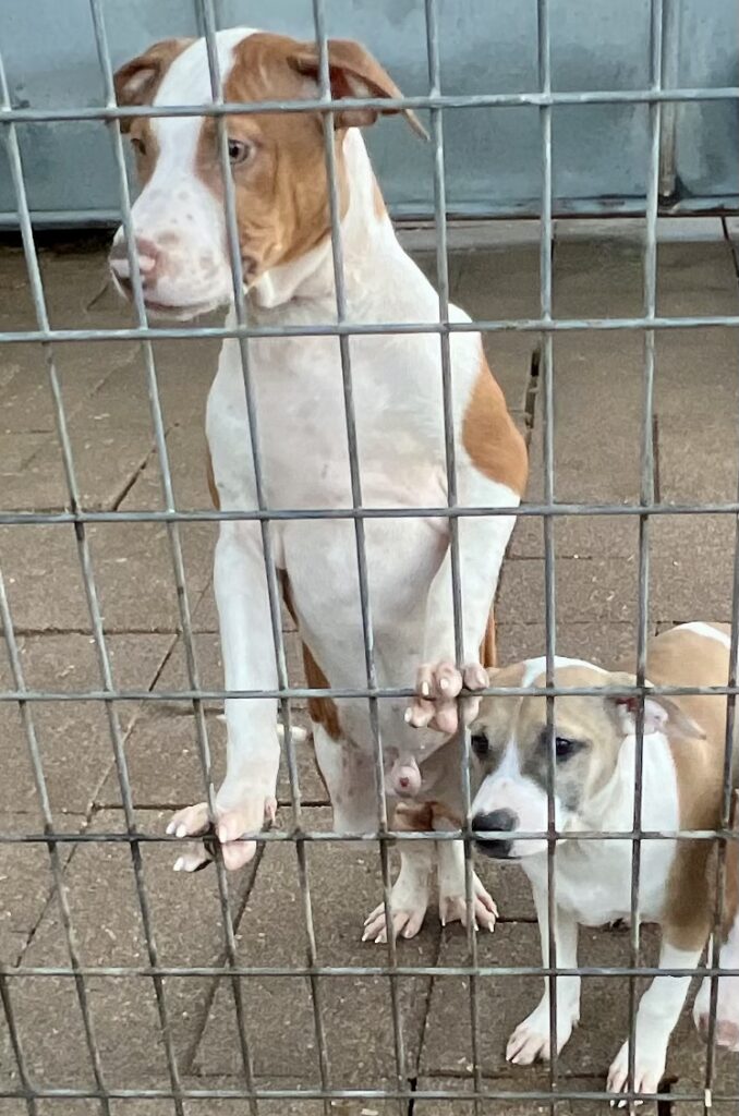 Little John Jr X Sinco - TITAN KENNELS